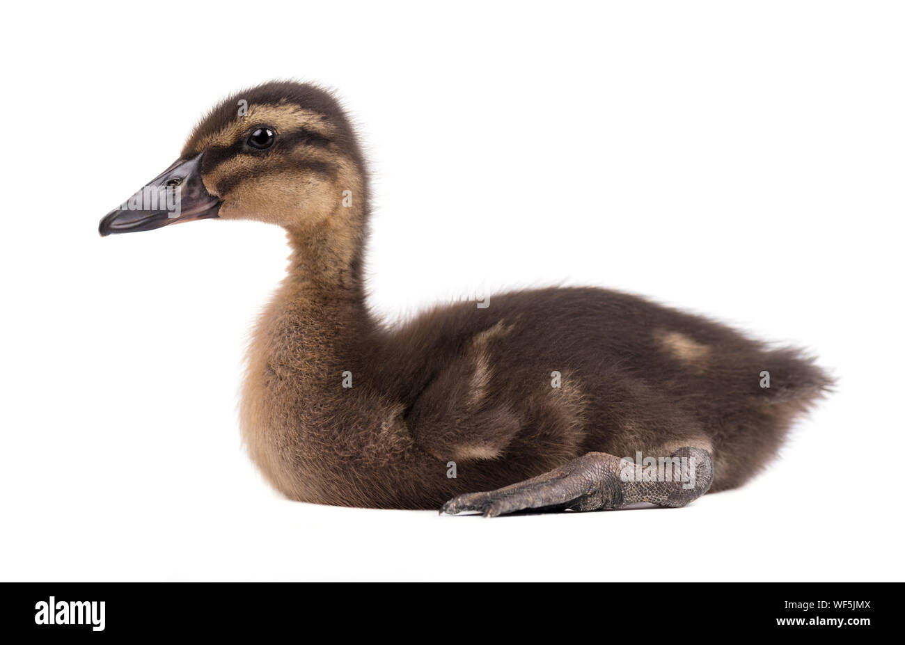 Cute duckling isolated on white background Stock Photo - Alamy