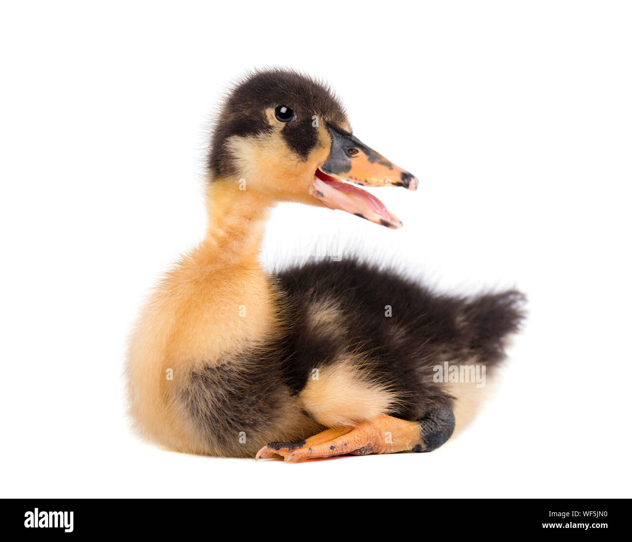 Cute duckling isolated on white background Stock Photo - Alamy