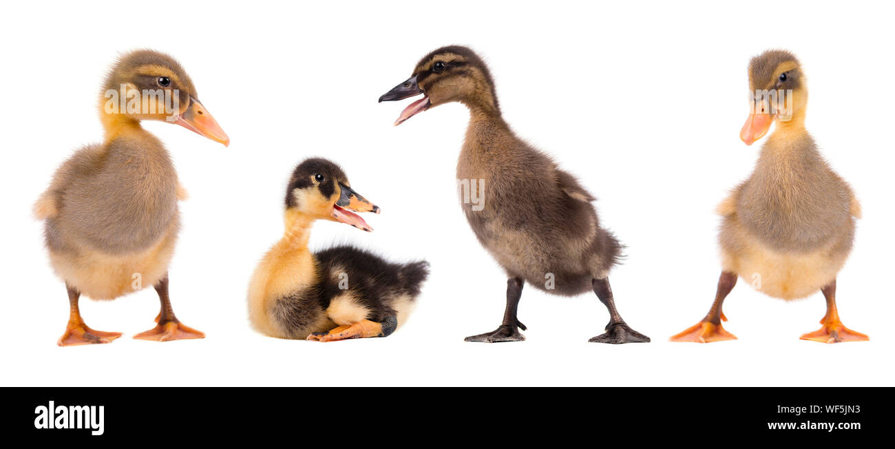 Three duckling isolated on white background. Collage Stock Photo - Alamy