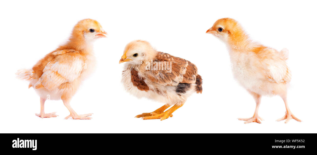 Small chickens isolated on white background. Collage of chick Stock ...