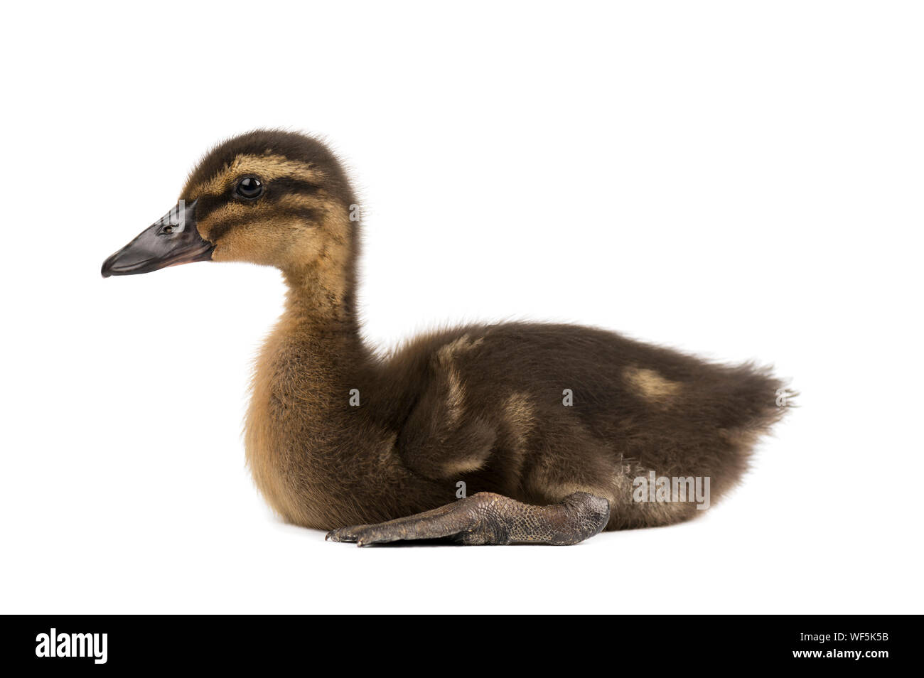 Collage duck hi-res stock photography and images - Alamy