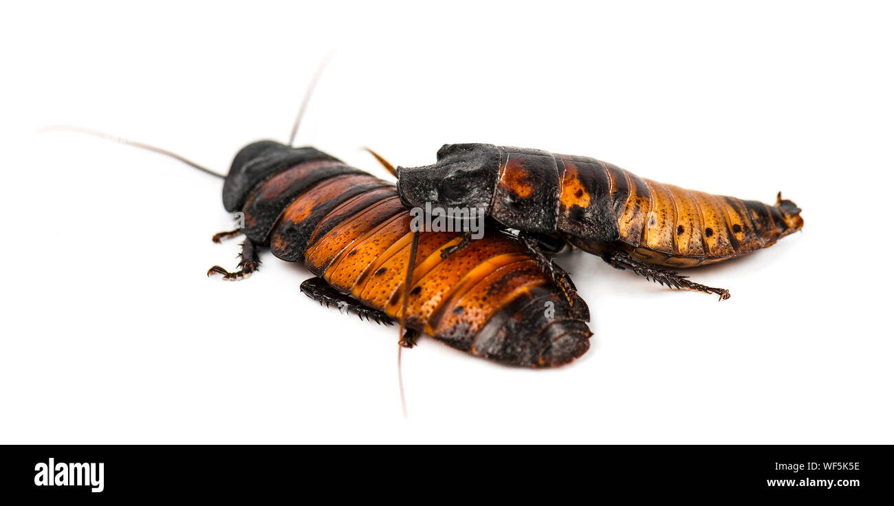 Madagascarcockroach Cut Out Stock Images & Pictures - Alamy
