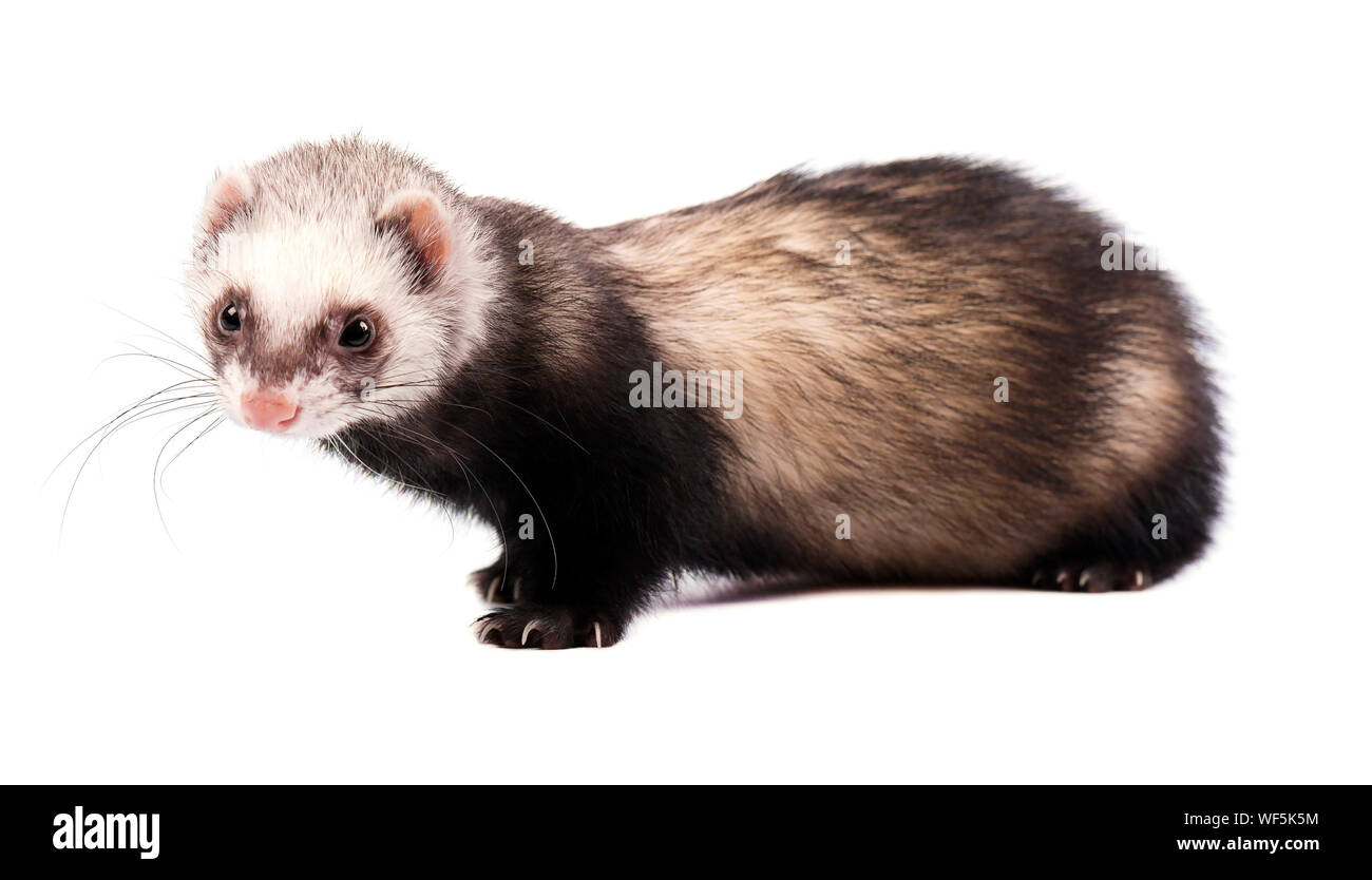 Grey ferret in full growth, isolated on white background Stock Photo ...