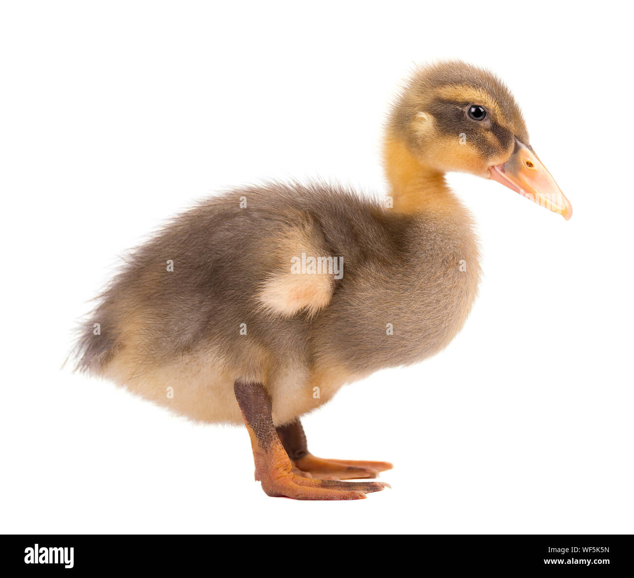 Grey duckling isolated on white background Stock Photo - Alamy