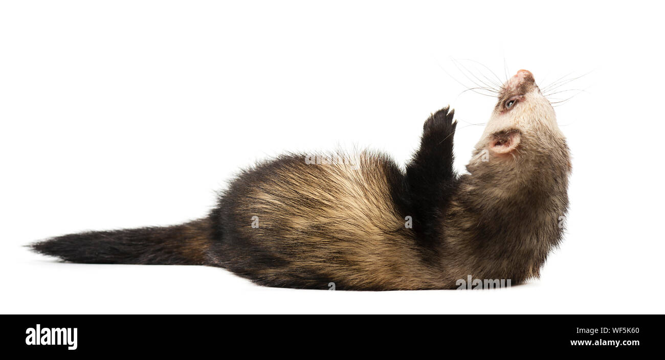 Grey ferret in full growth, isolated on white background Stock Photo ...