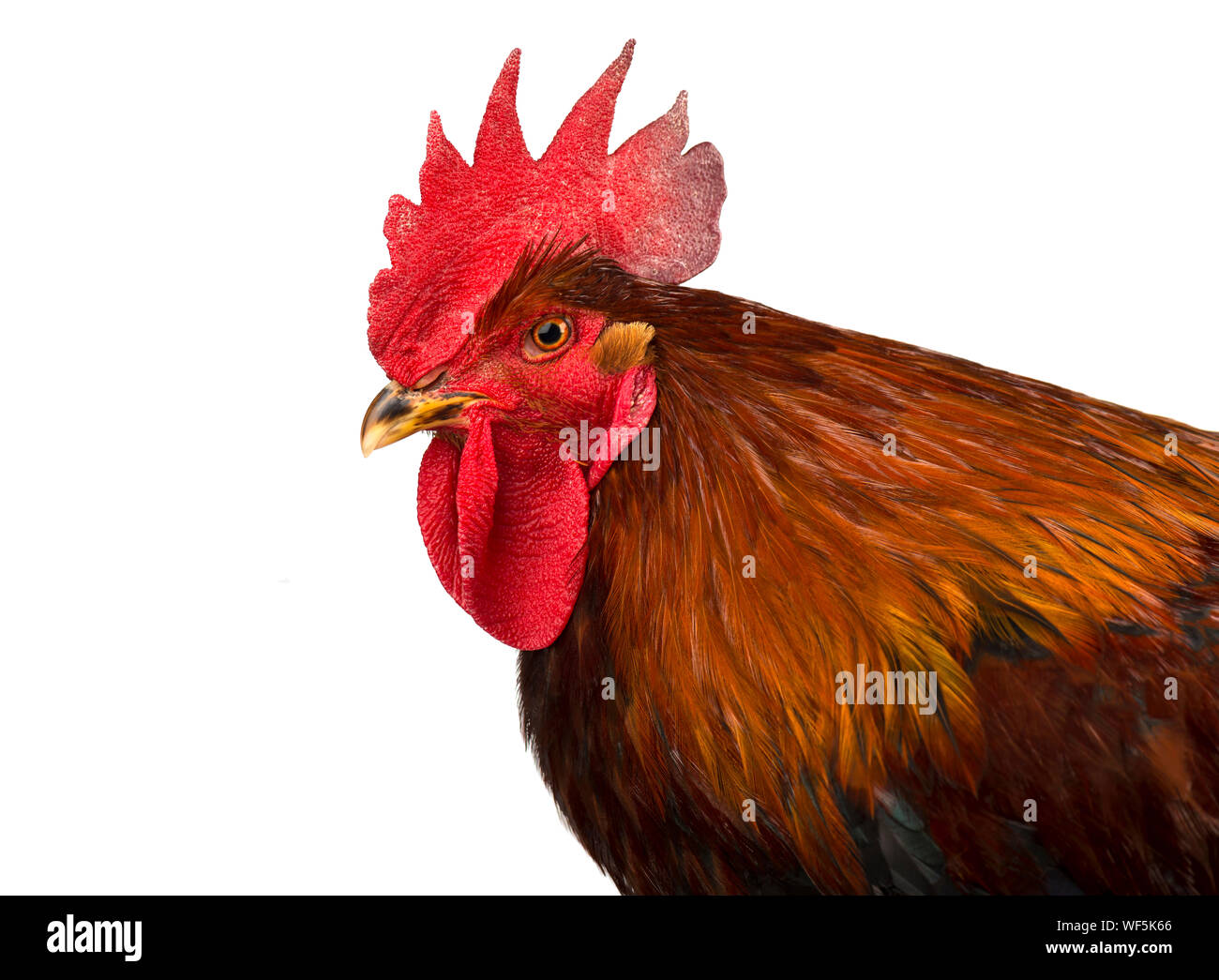 Beautiful male rooster isolated on white background Stock Photo - Alamy