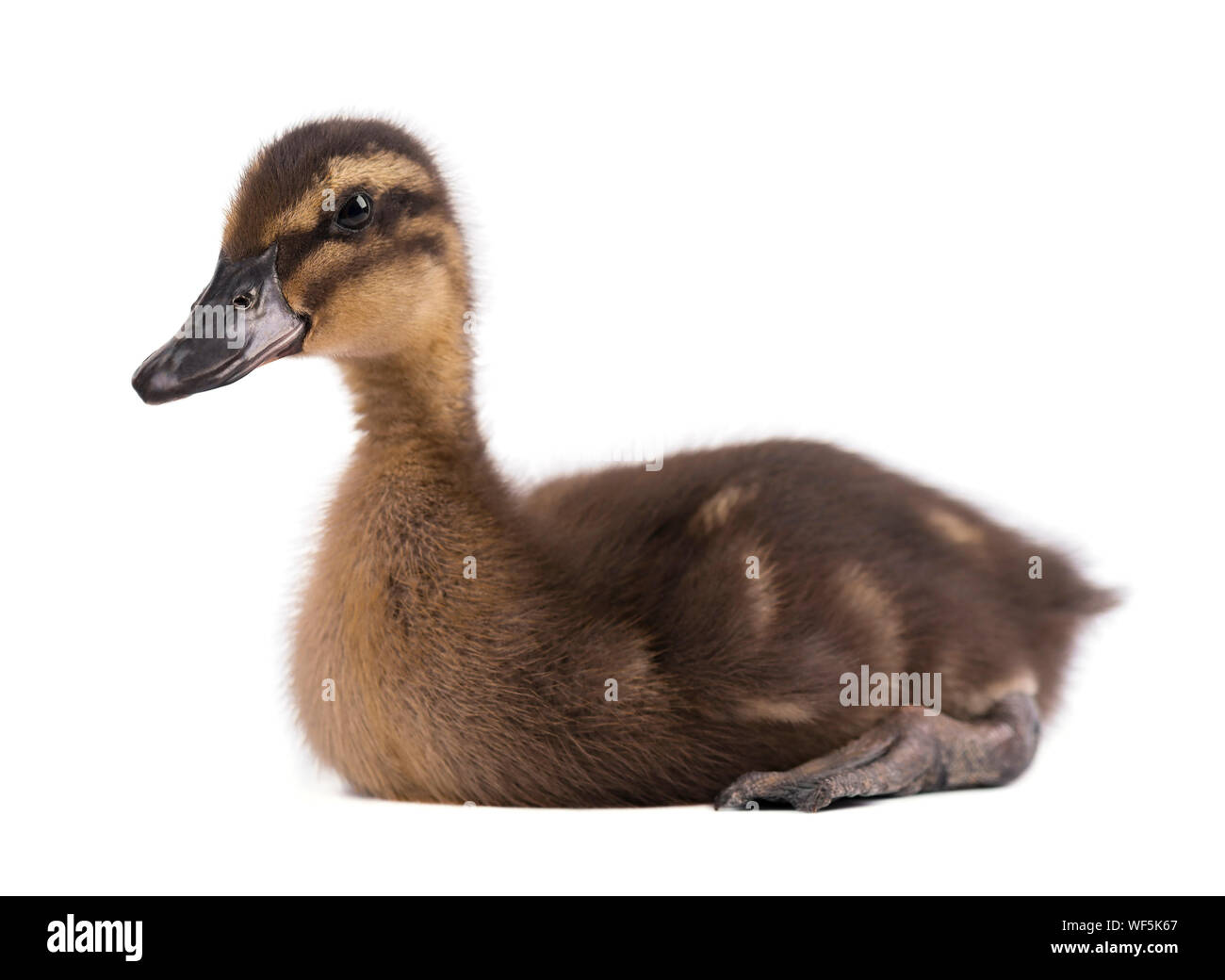 Duckling background hi-res stock photography and images - Alamy