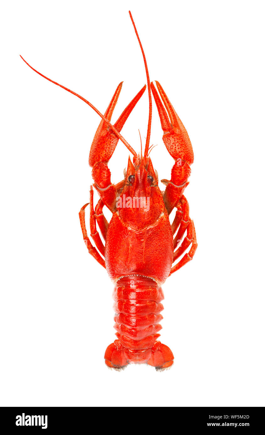 Fresh boiled red crayfish isolated on white background. Top view Stock ...