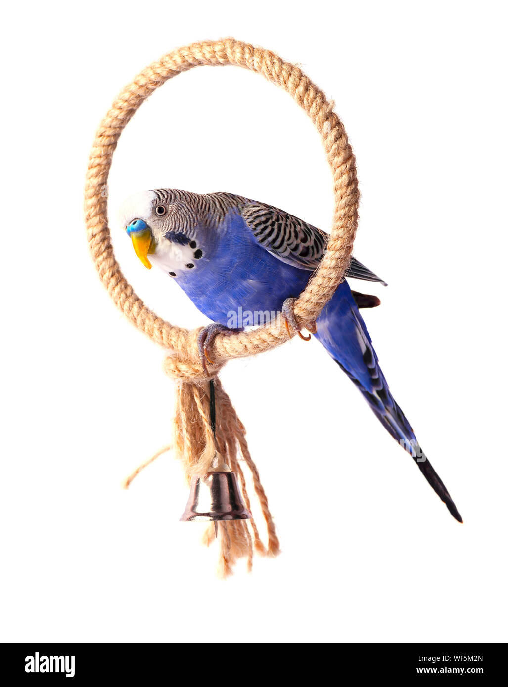 Budgie blue, isolated on white background. Budgerigar on the roost ...