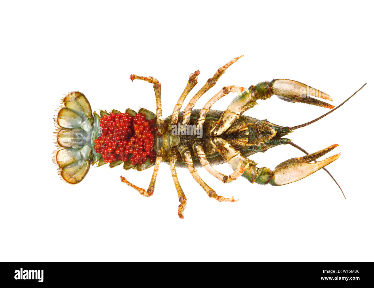 Roe crayfish isolated on white background. Caviar live crayfish Stock ...