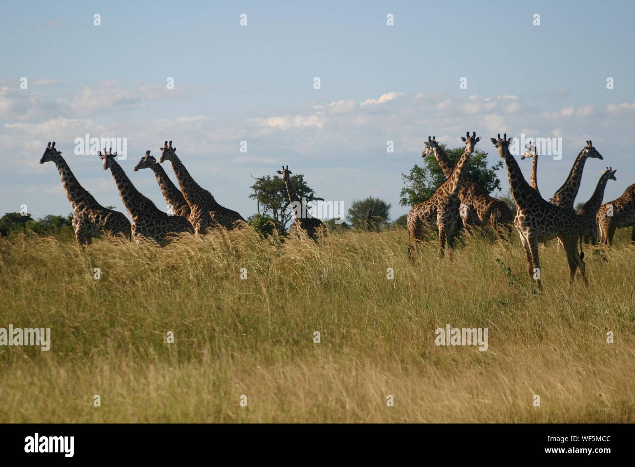 Tower giraffes hi-res stock photography and images - Alamy