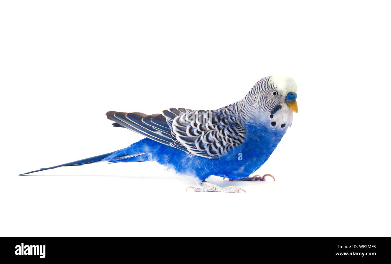 Budgie blue, isolated on white background. Budgerigar in full growth ...