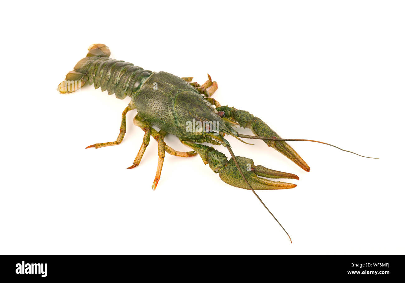River raw crayfish close-up isolated on white background Stock Photo ...