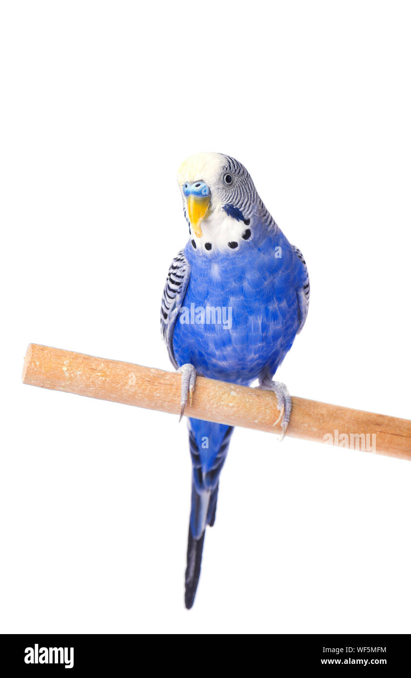 Budgie blue, isolated on white background. Budgerigar in full growth ...
