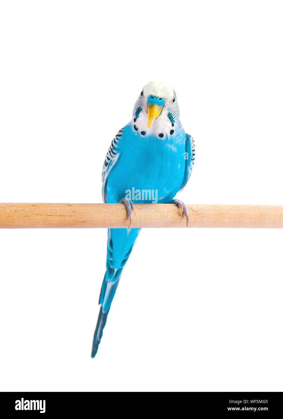 Budgie blue, isolated on white background. Budgerigar in full growth ...