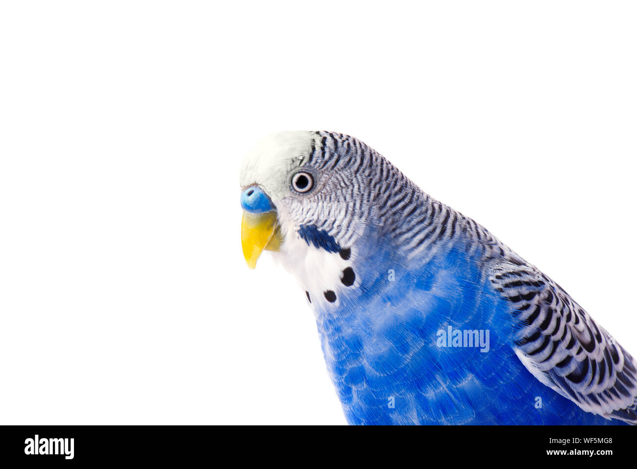 Budgie blue, isolated on white background. Budgerigar in full growth ...