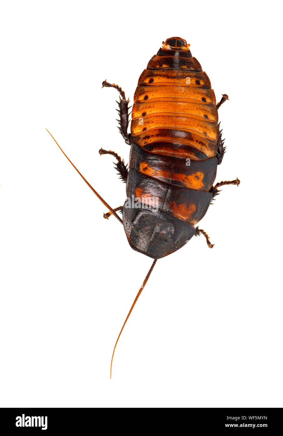 Cockroach Madagascar hissing isolated on white background Stock Photo ...