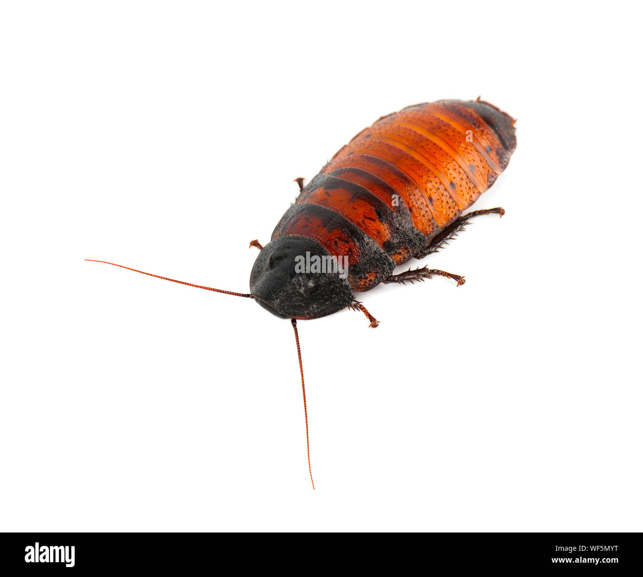 Cockroach Madagascar hissing isolated on white background Stock Photo ...