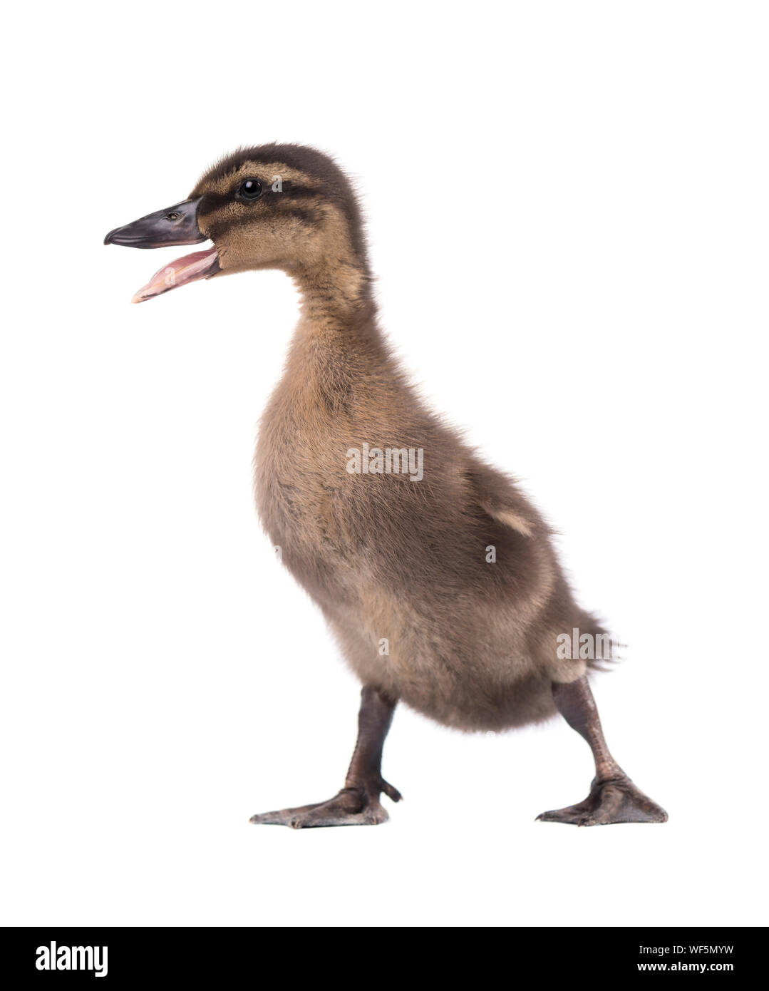Grey cute duckling isolated on white background Stock Photo - Alamy