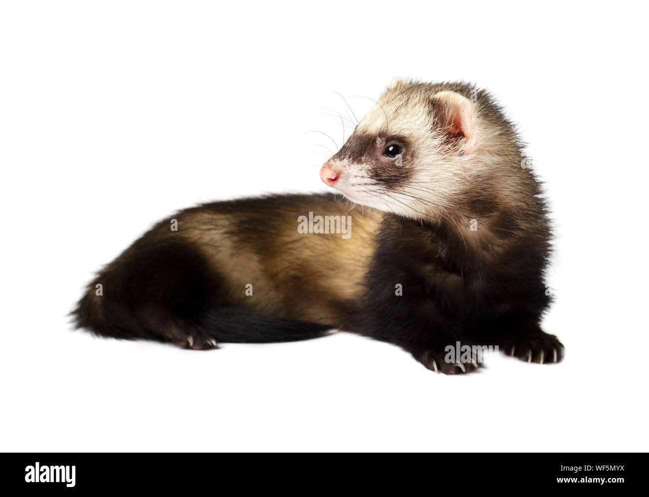Grey ferret in full growth, isolated on white background Stock Photo ...