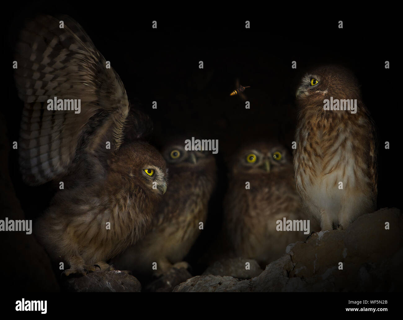 Flying insect night hi-res stock photography and images - Alamy