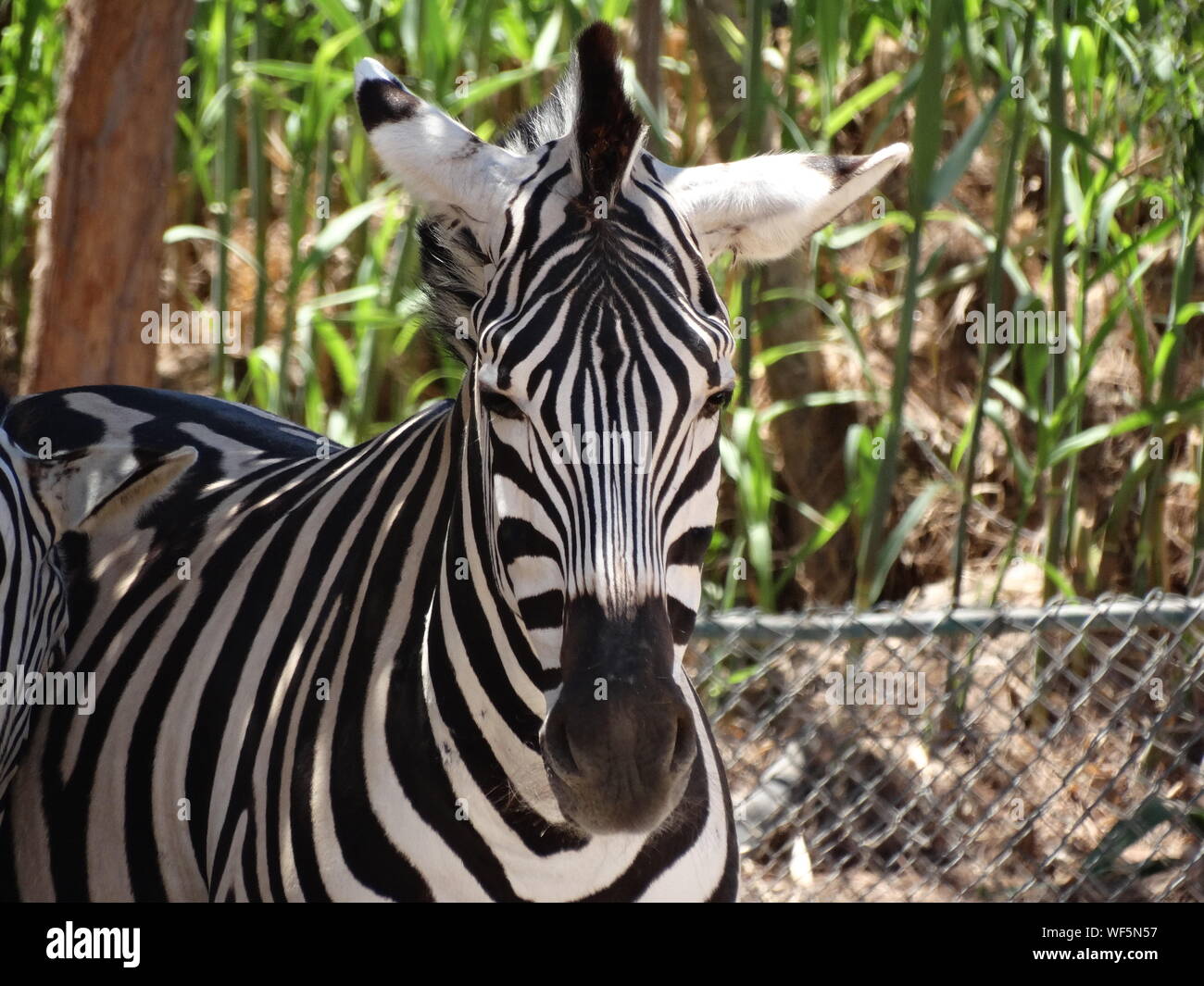 Zebra in zoo hi-res stock photography and images - Alamy