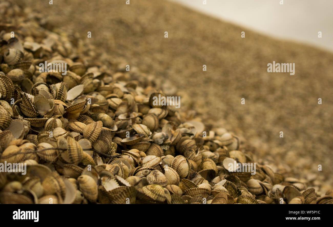 Pile of seashells hi-res stock photography and images - Alamy