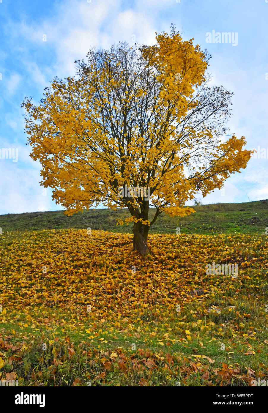 Shedding leaves hi-res stock photography and images - Alamy