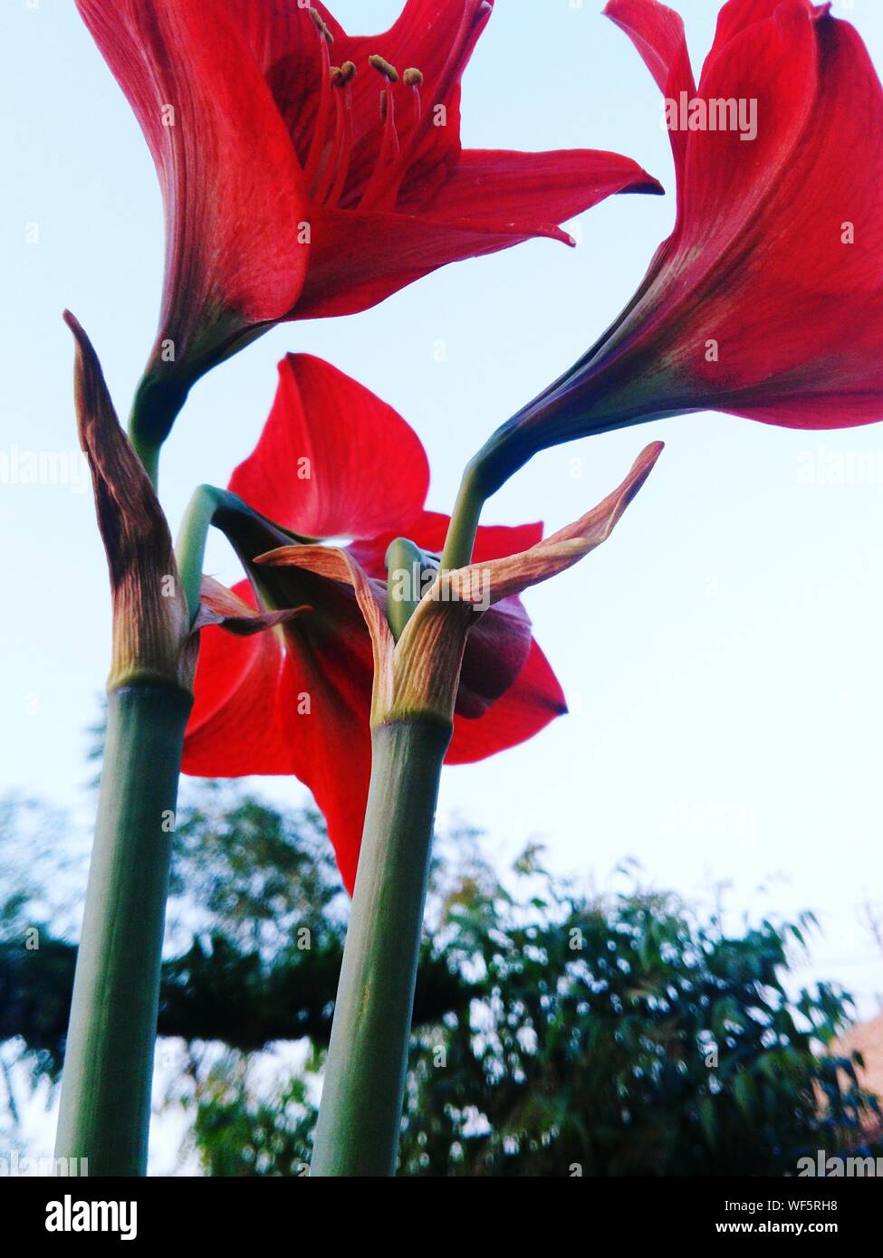 Sky lily view hi-res stock photography and images - Alamy