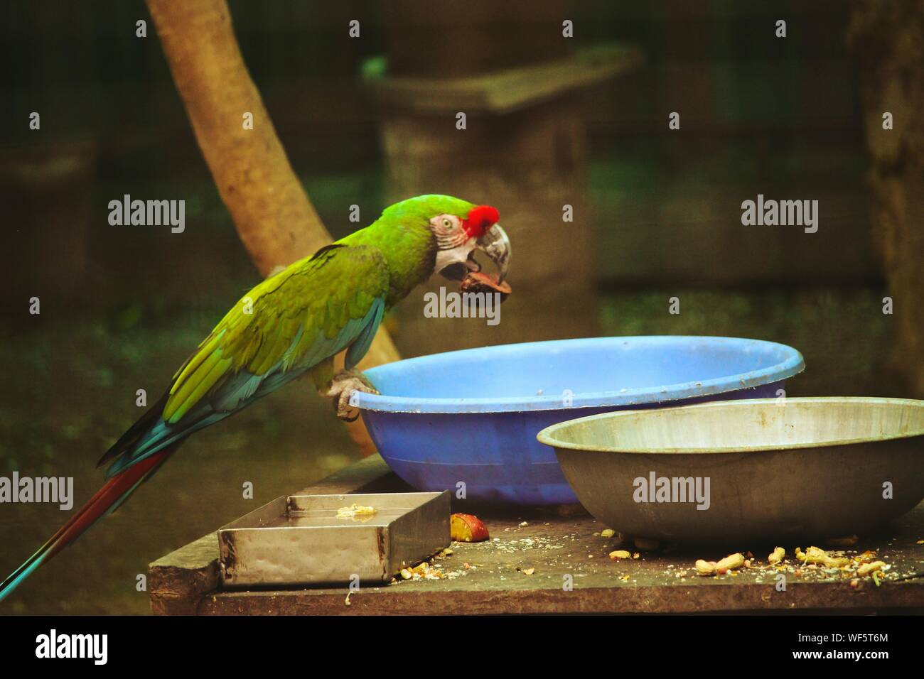 Parrot Feeding High Resolution Stock Photography and Images - Alamy