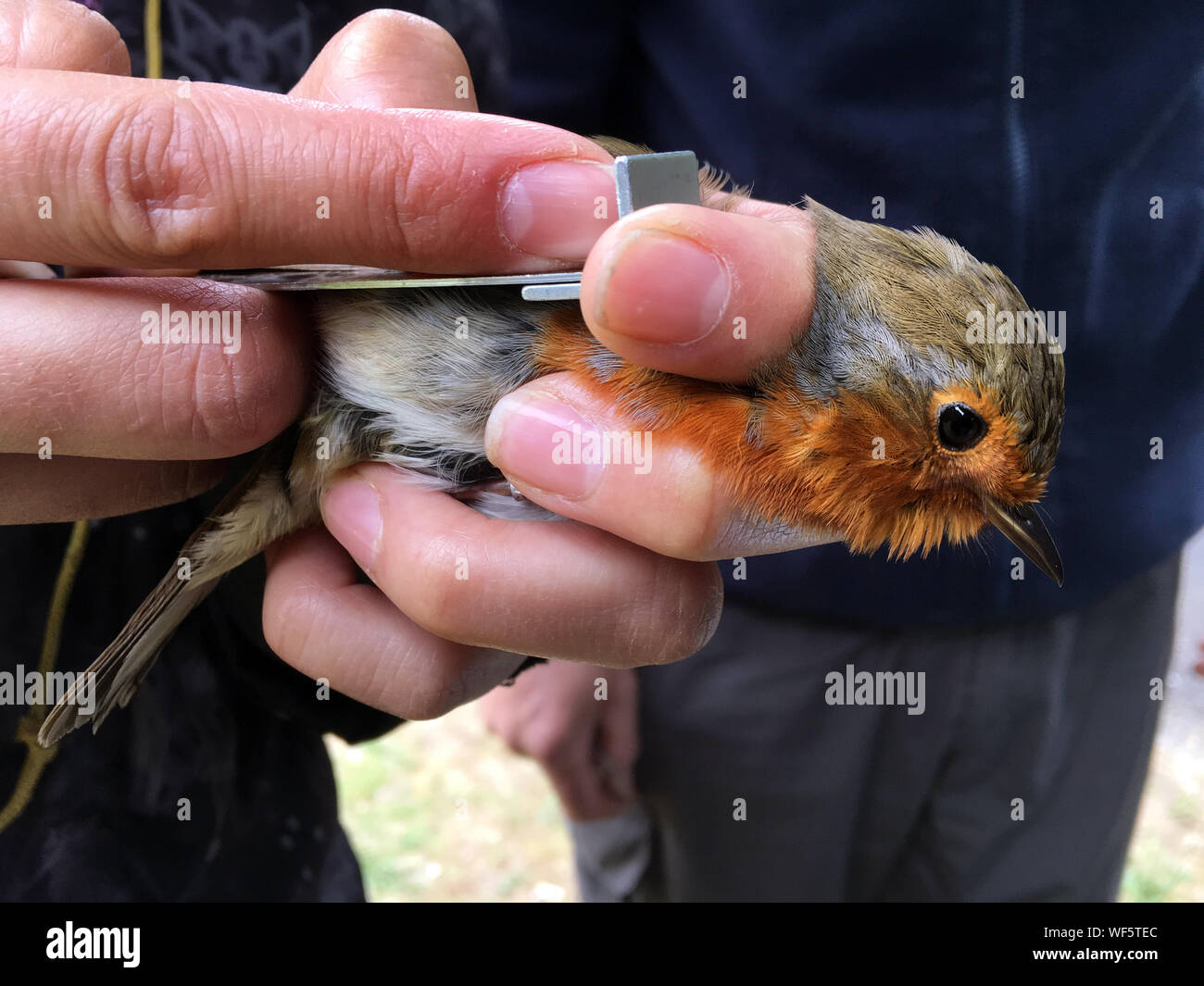 Measuring Animals High Resolution Stock Photography and Images - Alamy