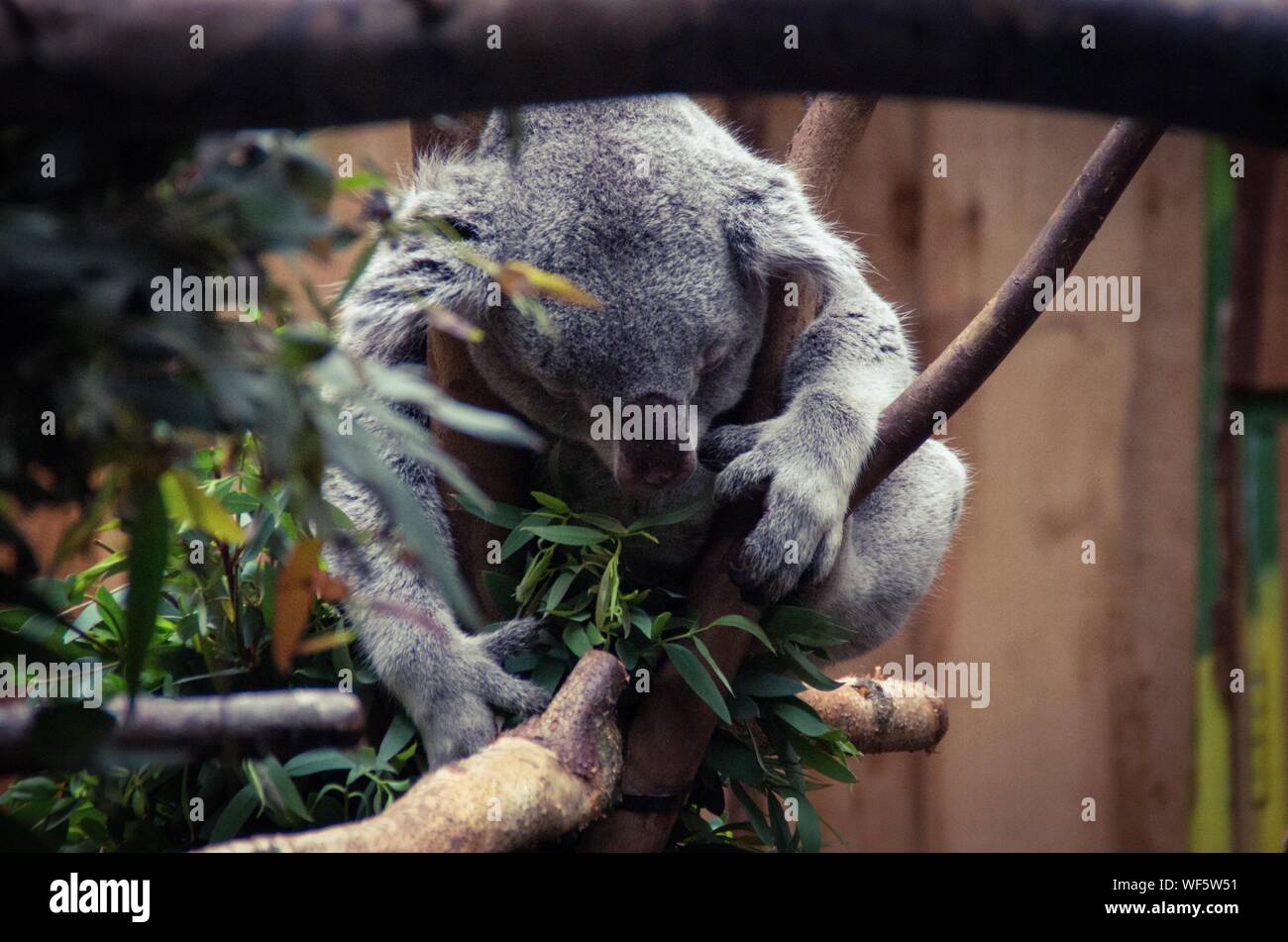 Koala at edinburgh zoo hi-res stock photography and images - Alamy