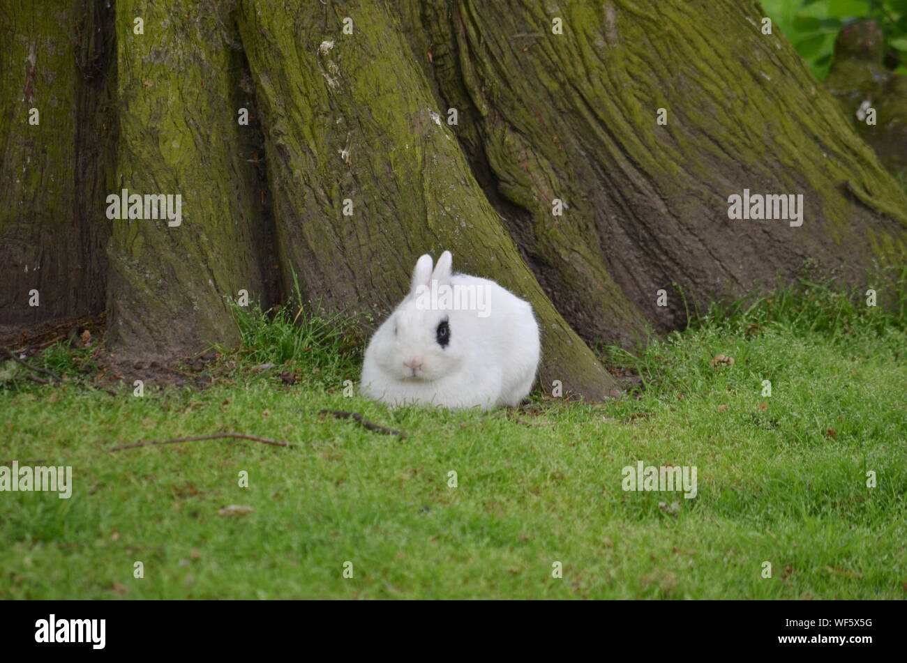 Rabbit tree trunk hi-res stock photography and images - Alamy