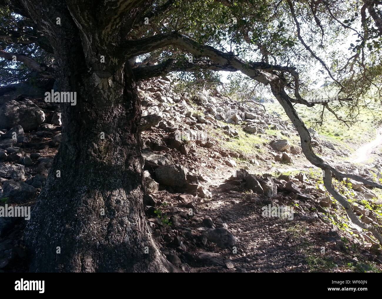 Tree Amidst Rocks In Forest Stock Photo - Alamy