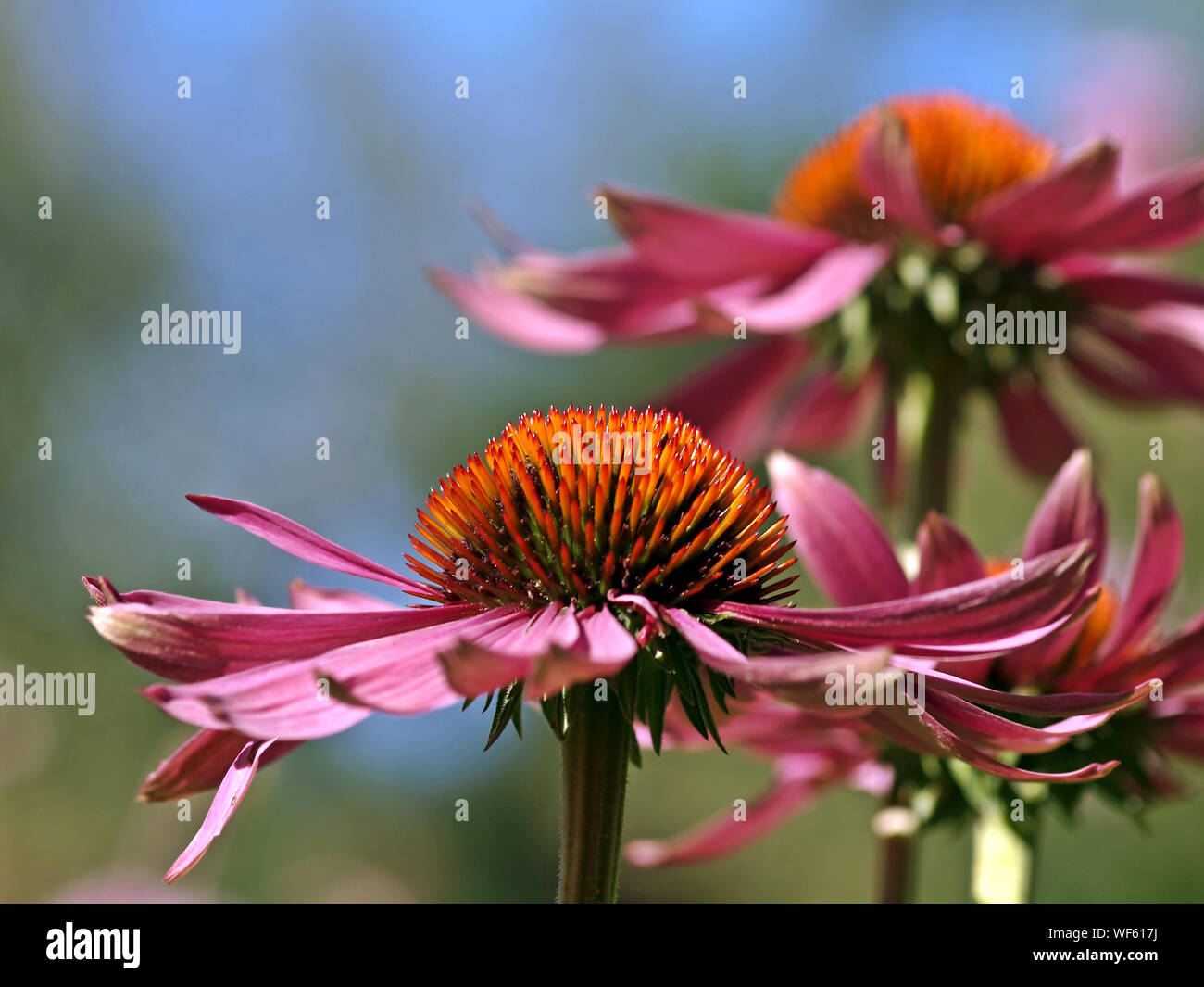 Eastern purple cornflower hi-res stock photography and images - Alamy