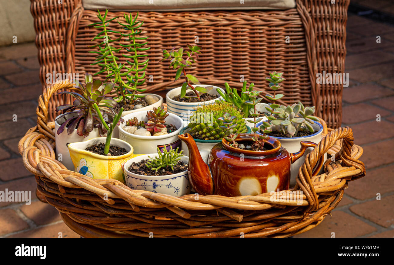 succulents potted in old cups, jug and tea pot on wicker tray in garden ...