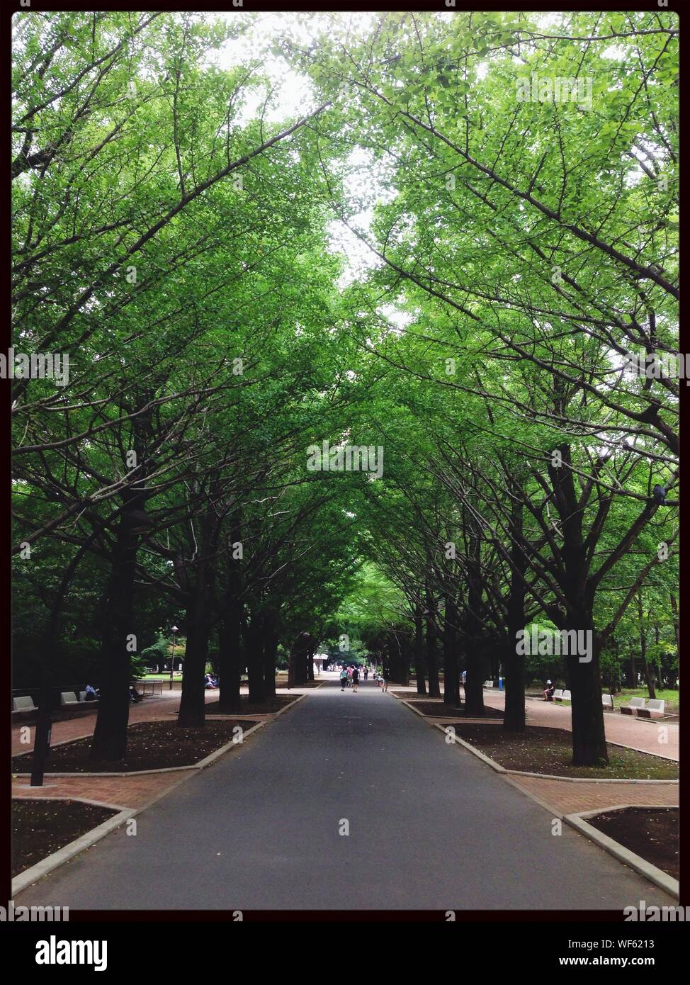 Under the tree canopy hi-res stock photography and images - Alamy
