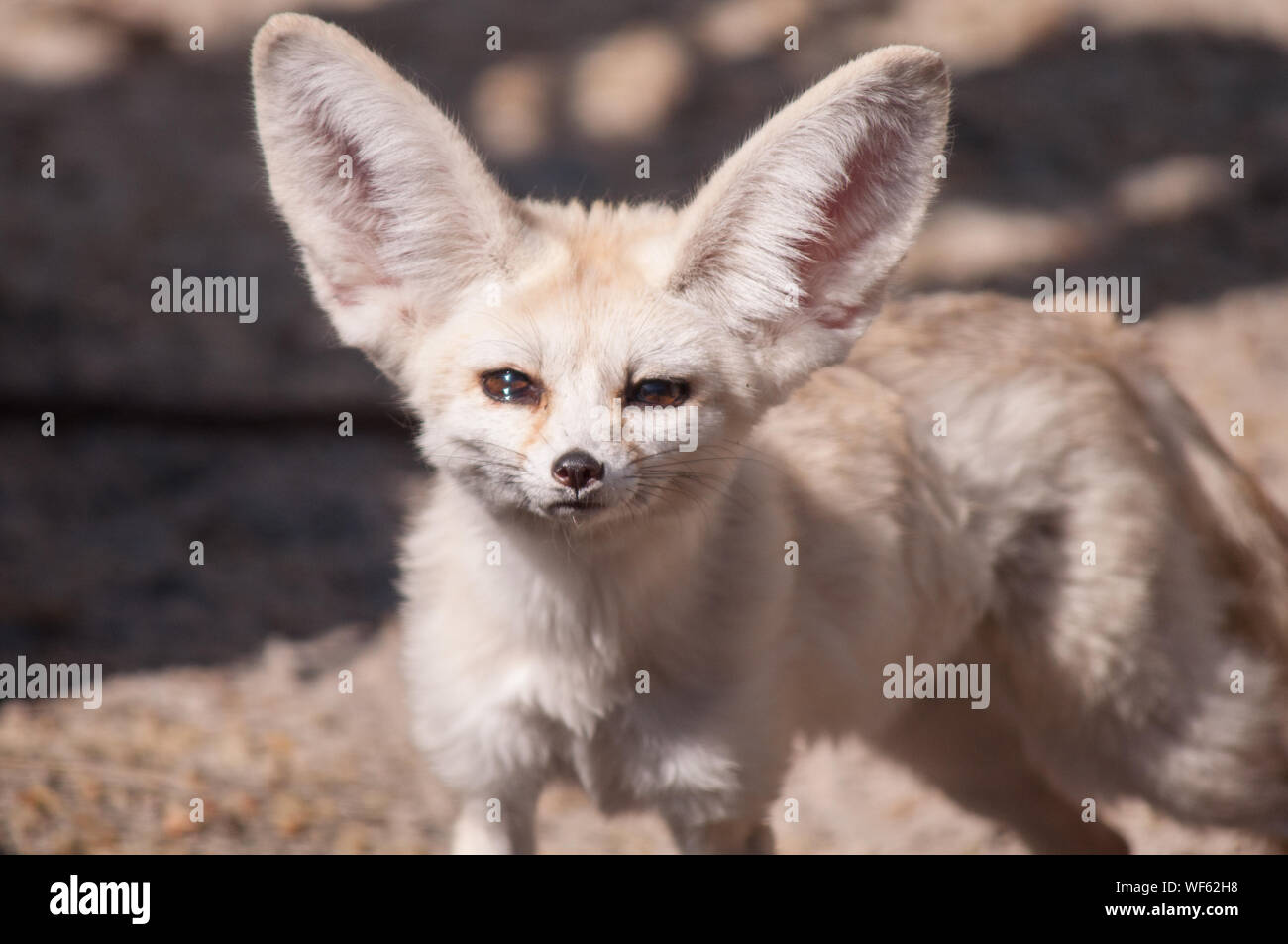 Fennec fox close up hi-res stock photography and images - Alamy