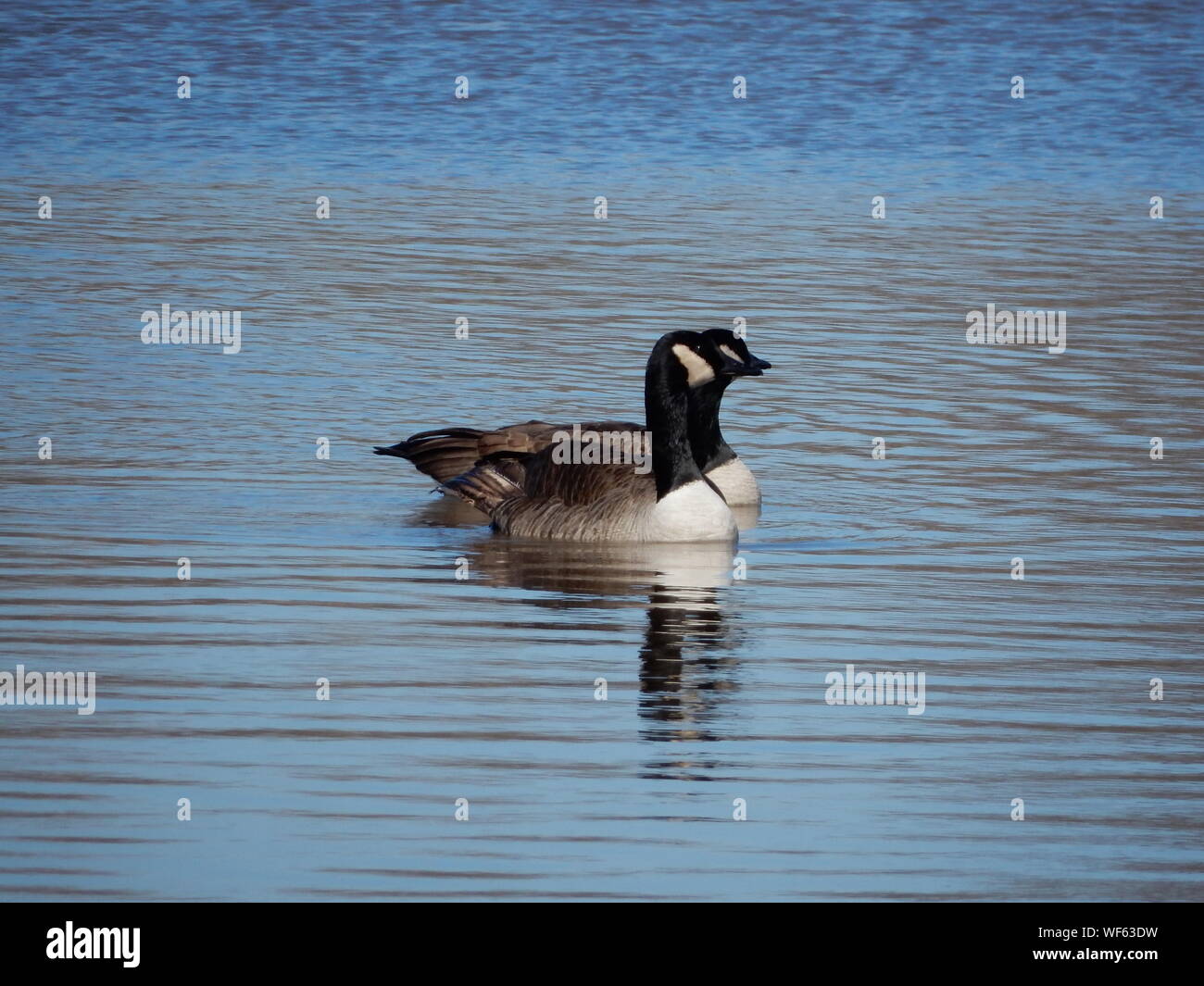 Two ducks rippled water hi-res stock photography and images - Alamy