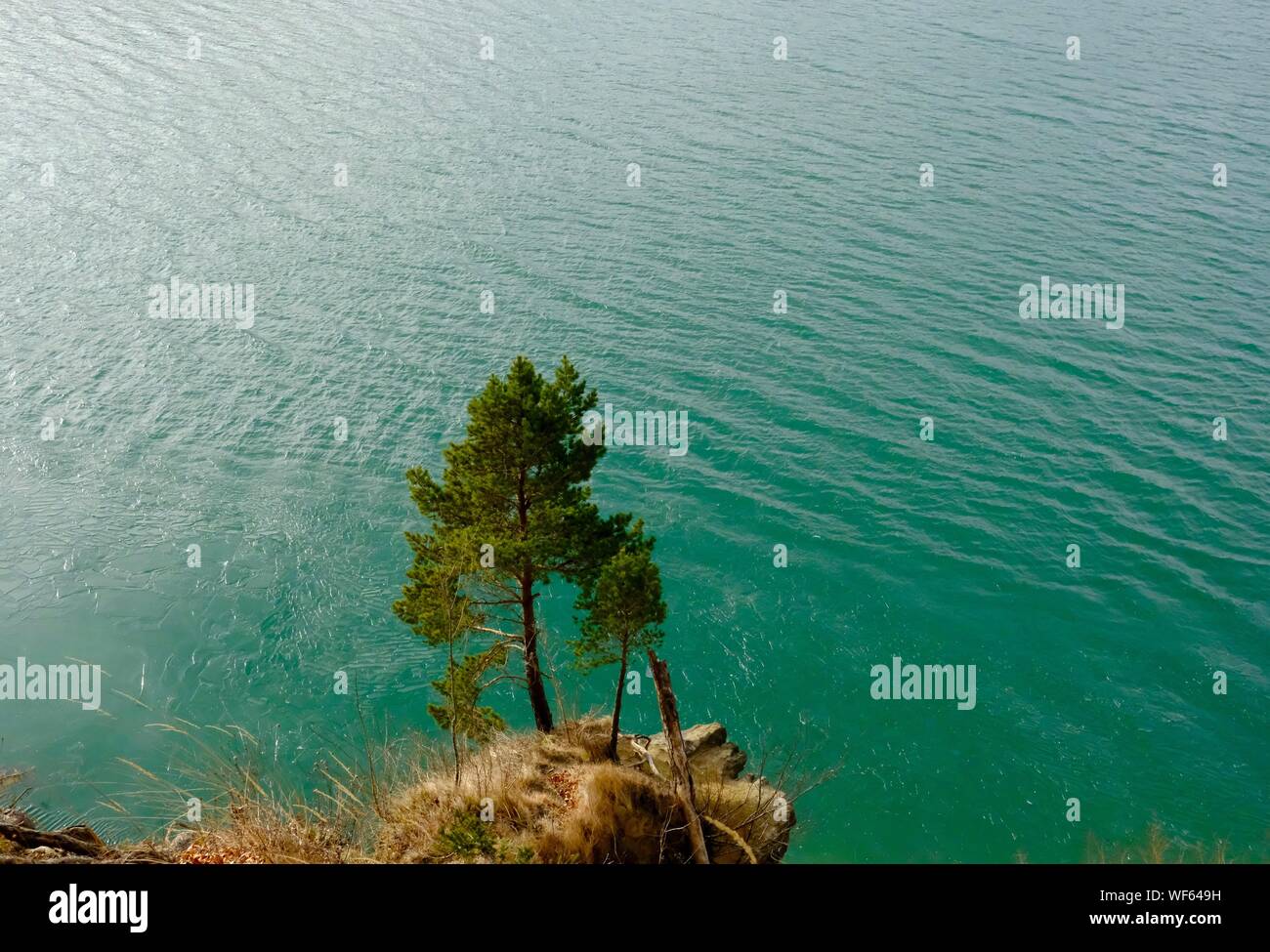 Tree cliff sea hi-res stock photography and images - Alamy