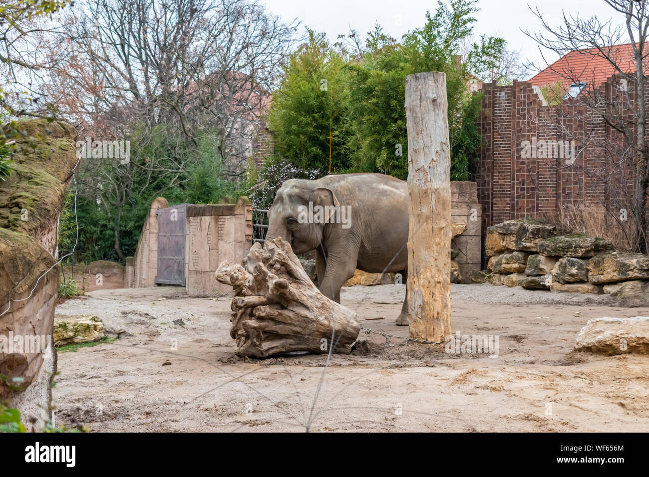 Asian Elephants (Elephas maximus), is the only living species of the ...