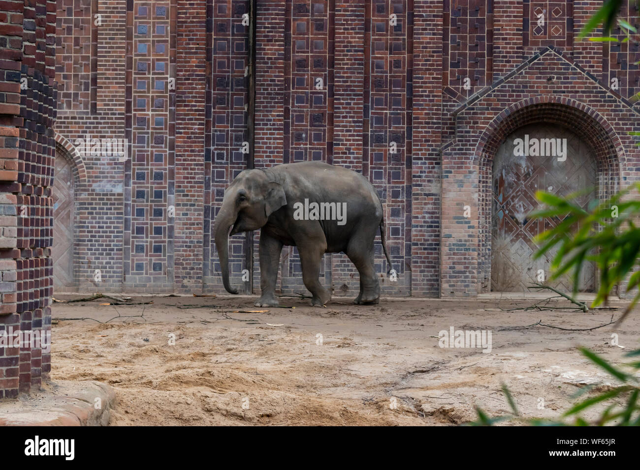 Asian Elephants (Elephas maximus), is the only living species of the ...