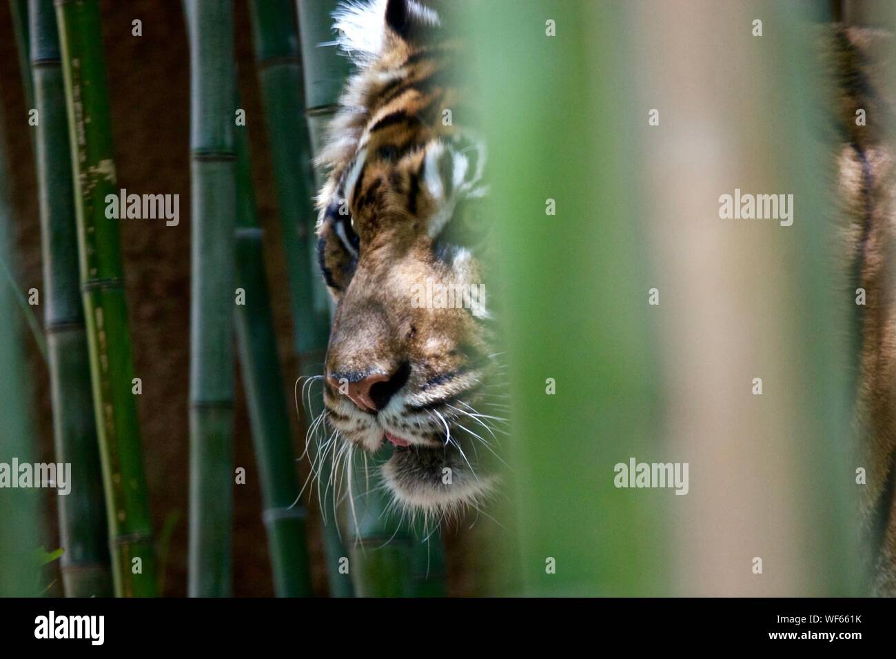Tiger up close hi-res stock photography and images - Alamy