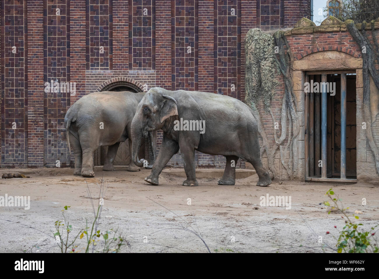 Asian Elephants (Elephas maximus), is the only living species of the ...