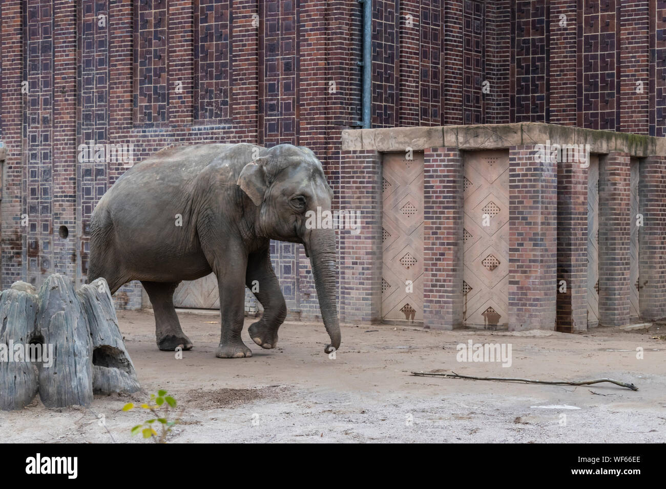 Asian Elephants (Elephas maximus), is the only living species of the ...