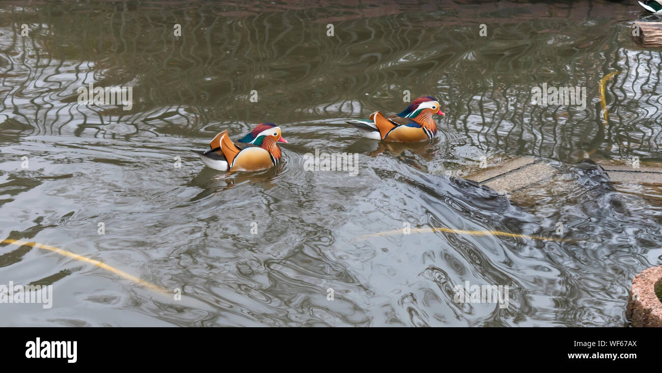 The mandarin duck (Aix galericulata) is a perching duck species native ...