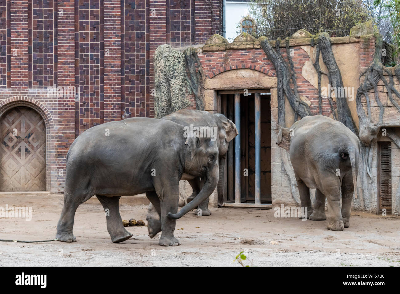 Asian Elephants (Elephas maximus), is the only living species of the ...