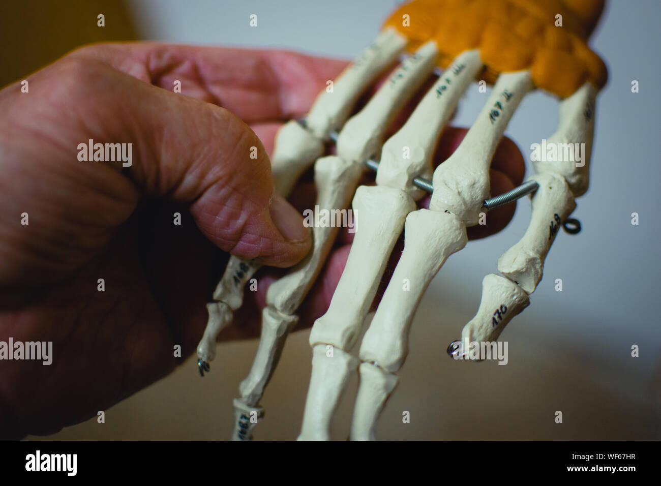 Skeleton hand close up hi-res stock photography and images - Alamy