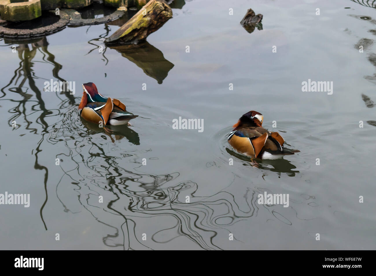 The mandarin duck (Aix galericulata) is a perching duck species native ...