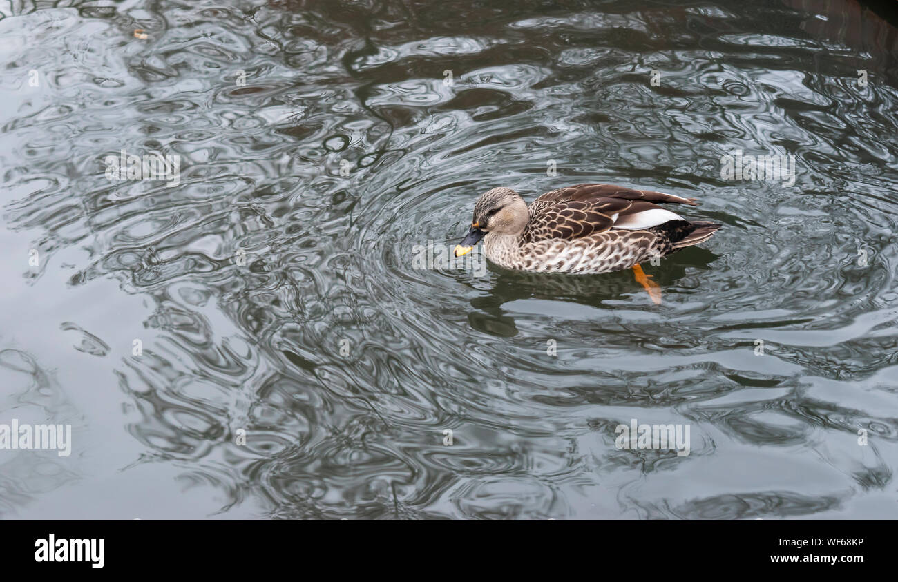The Indian spot-billed duck (Anas poecilorhyncha) is a large dabbling ...